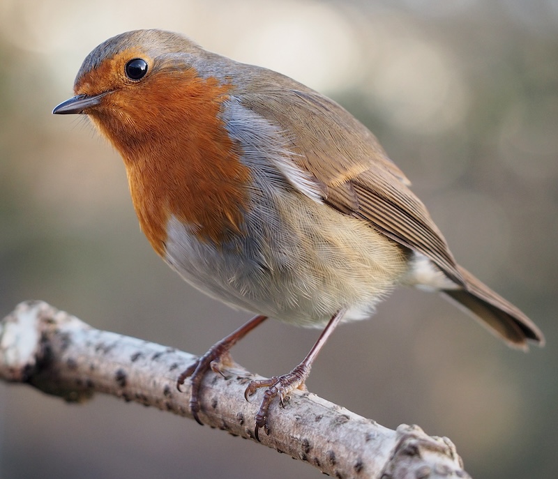 CatColab v0.4: Robin – Topos Institute